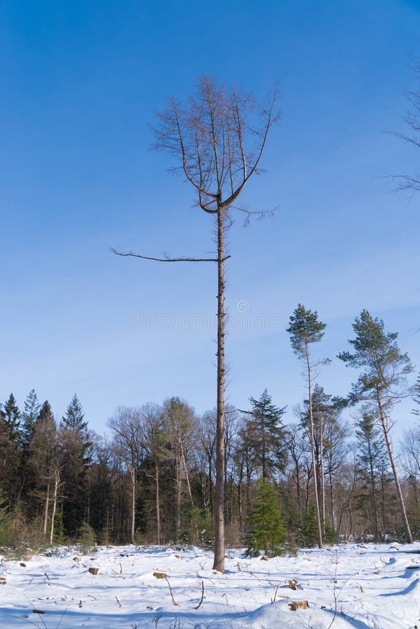 Single dead tree stock photo. Image of white, blue, high - 211866568