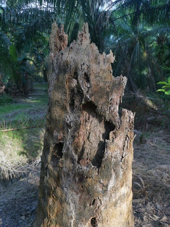 Single Dead Tree Trunk at the Plantation. Stock Image - Image of bark ...