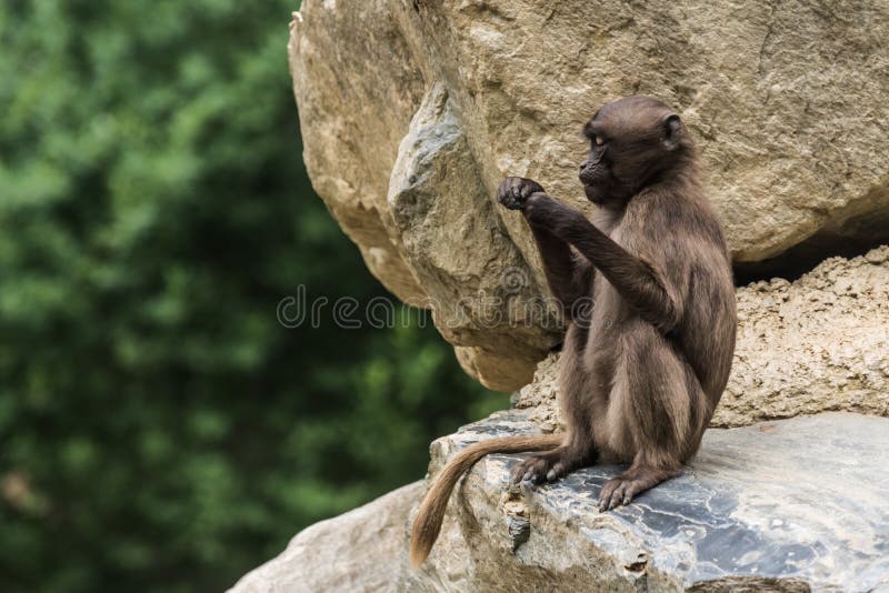 Single Dear Gelada Monkey Sits on a Rock and Held Something Stock Photo ...