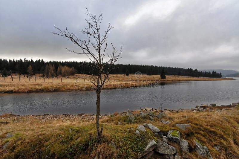 A Single Deciduous Tree in the River Bed Stock Image - Image of rays ...