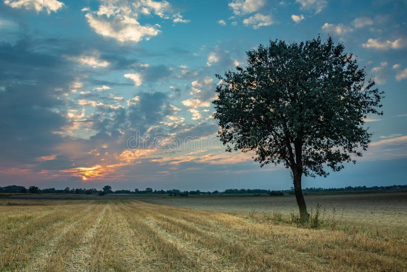 Single Deciduous Tree with a Round Crown, Stubble and Clouds during ...