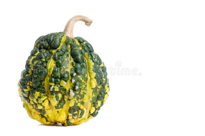 Single Decorative Exotic Pumpkins on White Stock Photo - Image of ...