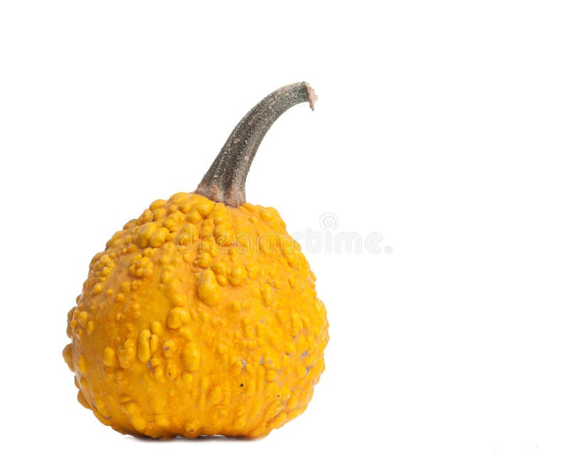 Single Decorative Exotic Pumpkins on White Stock Image - Image of ...