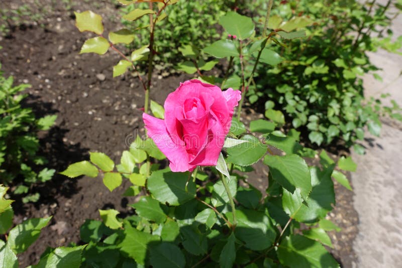 Single Deep Pink Flower of Rose Stock Image - Image of flora, macro ...