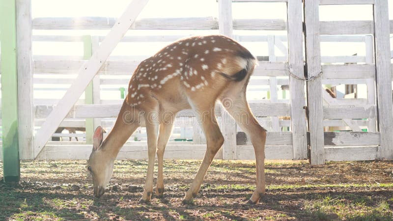 A Single Deer Standing in a Zoo Enclosure, Its Antlers Prominently ...