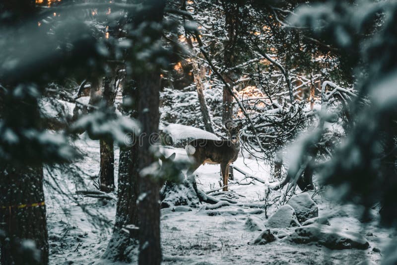Single Deer Standing Alone in Snowy Swedish Forest Stock Photo - Image ...