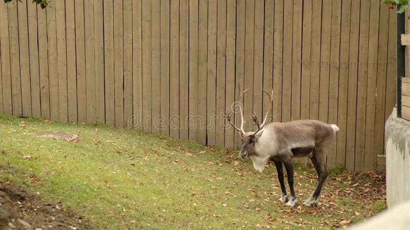 A Single Deer Standing in a Zoo Enclosure, Its Antlers Prominently ...