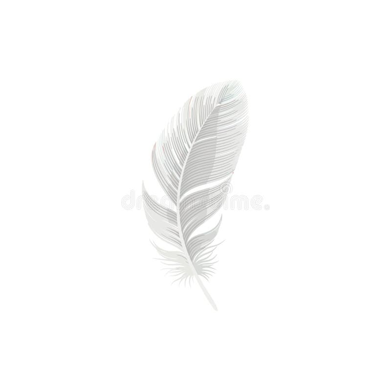 Single Delicate Feather Vector Illustration on White Background with ...