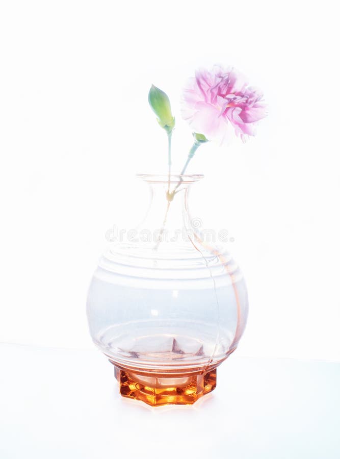 A Single Delicate Pink Carnation in a Translucent Orange Glass Vase ...
