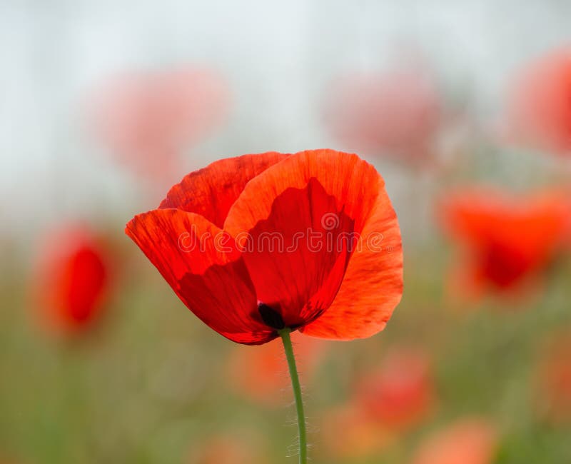 Single Delicate Poppy on a Summer Day Stock Image - Image of poppy ...