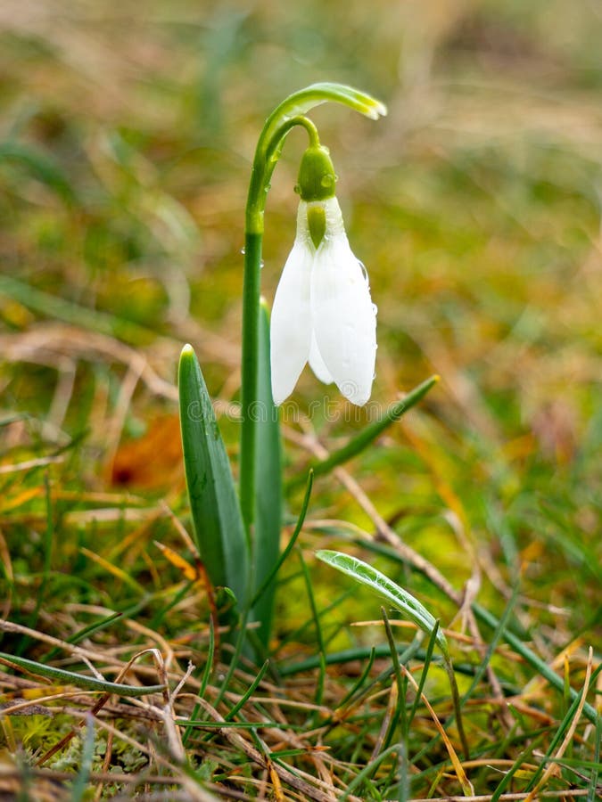 Single Delicate Snowdrop Rising Stock Photo - Image of garden, neige ...