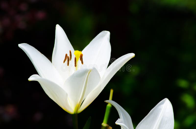 Single Delicate White Lily Flower in a Spring Season at a Botanical ...