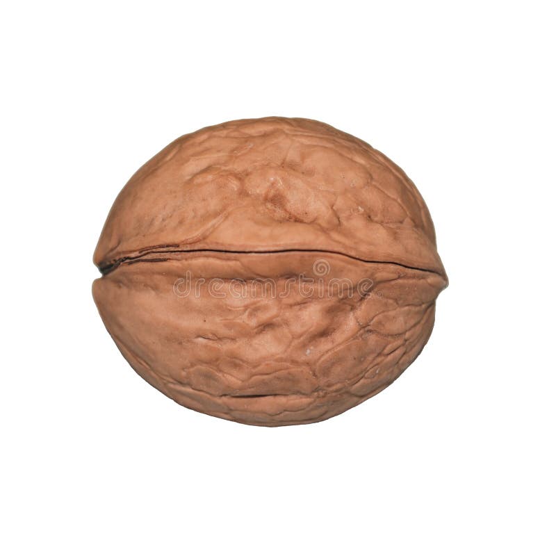 Single Delicious Walnut, Isolated on White Background. Stock Image ...