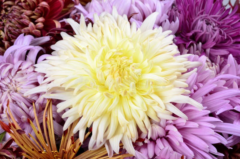 Single Different Colors Chrysanthemum Stock Photo - Image of flower ...
