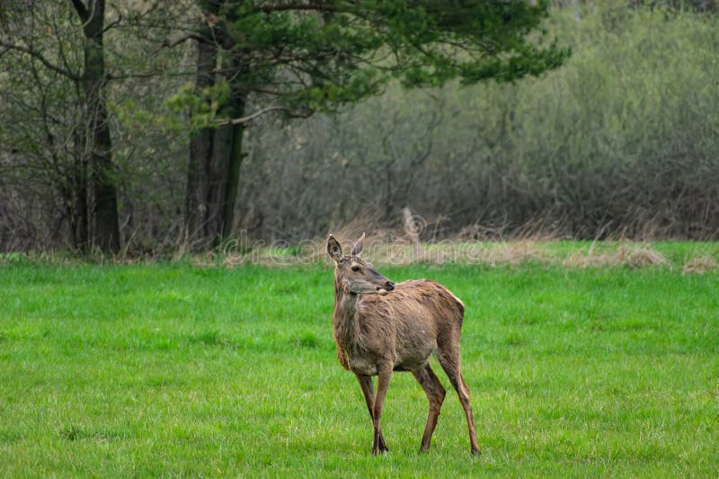 A Single Doe in a Green Glade Stock Image - Image of people, spring ...