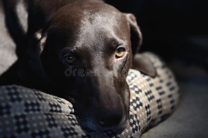 Single dog stock image. Image of alone, depression, domesticated - 34118509