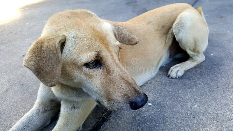 Single dog. stock photo. Image of waitng, owner, single - 82547912