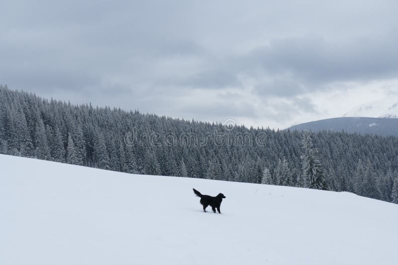 Single Dog Standing on Snowy Hill in Mountains Stock Image - Image of ...