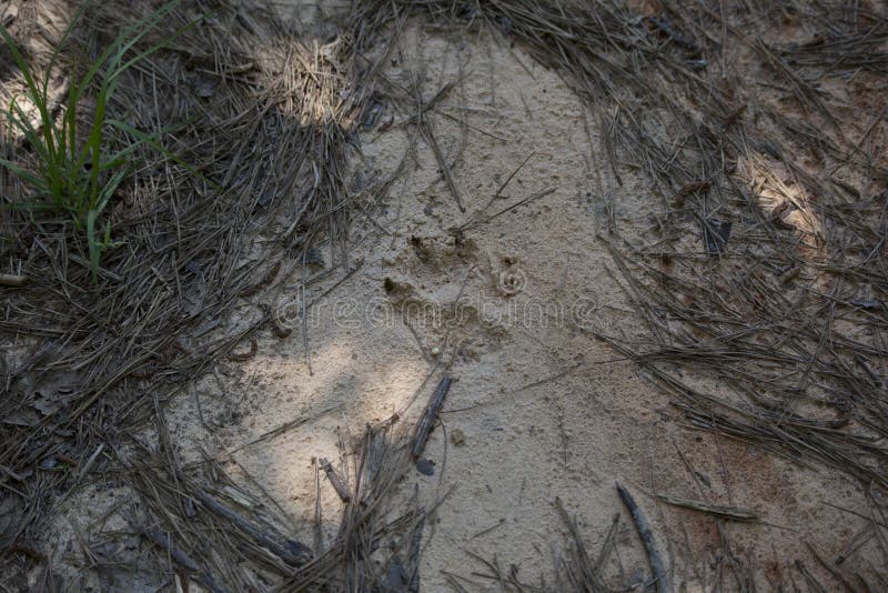 A single dog track stock photo. Image of outside, claw - 131767714