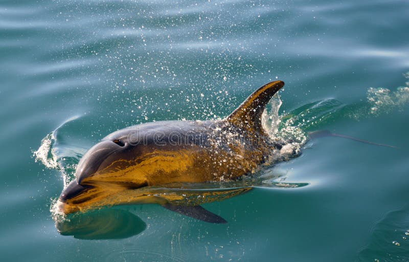 Single dolphin stock image. Image of single, waves, beauty - 62619913