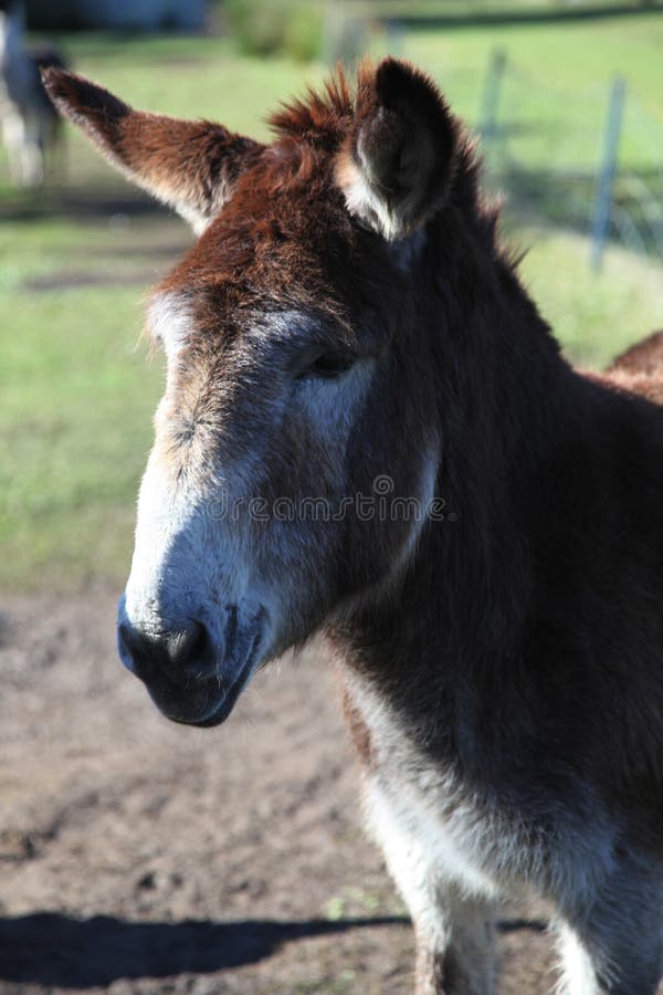 Single donkey stock image. Image of brown, cattle, horse - 89302131