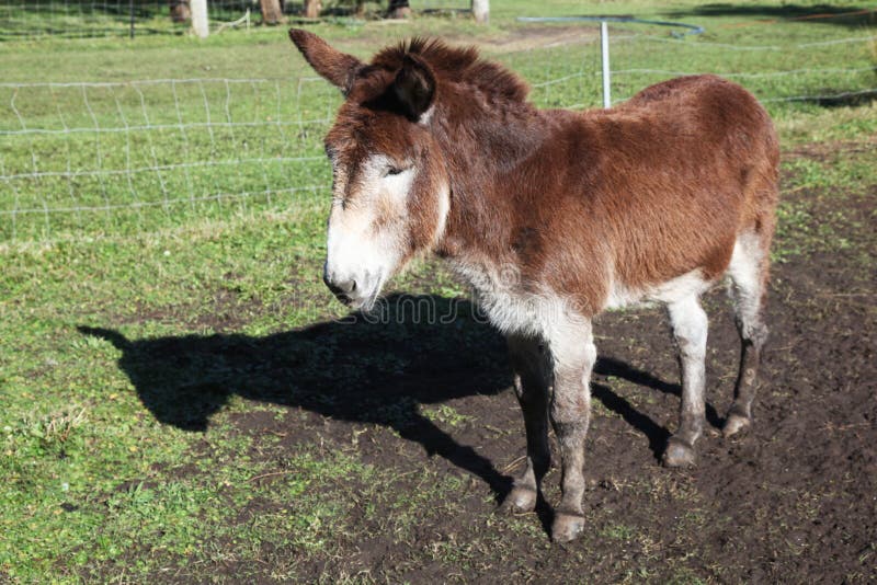 Single donkey stock photo. Image of animals, headshot - 89302800