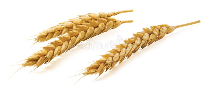 Single Double Wheat Ears Isolated on White Background Stock Photo ...