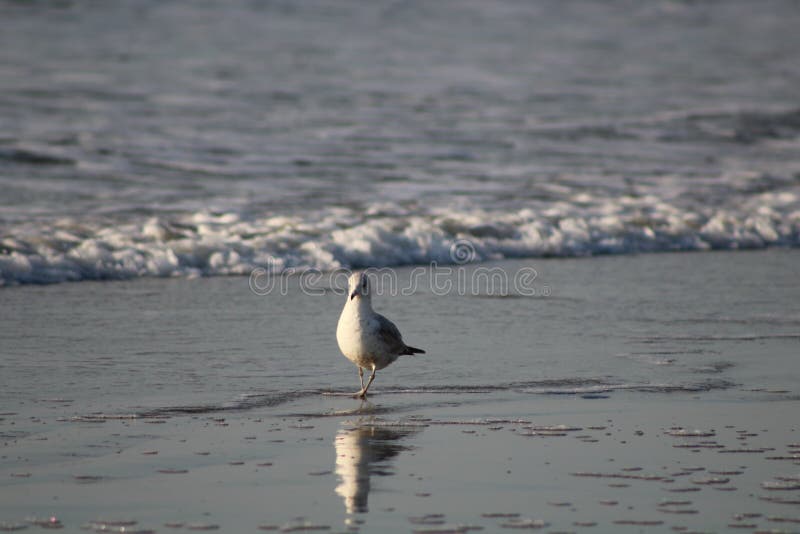 Single Dove Alone on the Beach Stock Image - Image of cloudy, sand ...