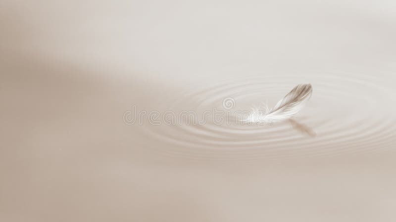Single Dove Feather Resting on a Quiet Water Surface with Faint Ripples ...
