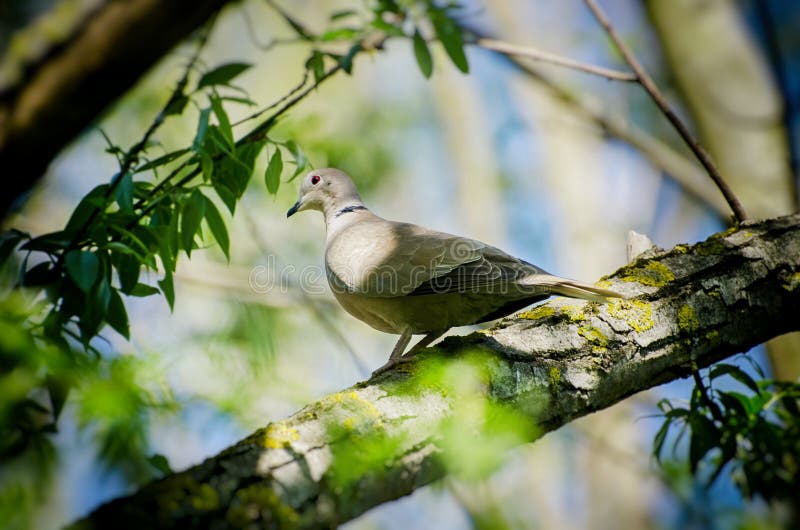 Single Dove stock image. Image of grey, wild, bird, nature - 74026643