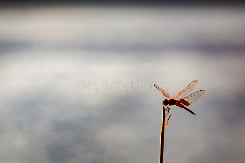 Single Dragonfly on Reed Summer Afternoon Stock Image - Image of ...