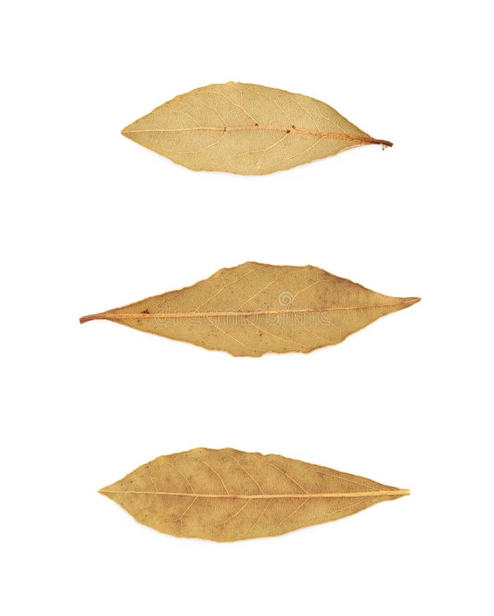 Single Dried Bay Leaf Isolated Stock Image - Image of natural, flavour ...