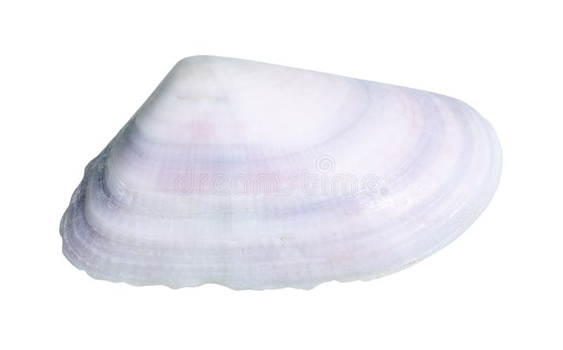 1,310 Single Clam Shell White Background Stock Photos - Free & Royalty ...