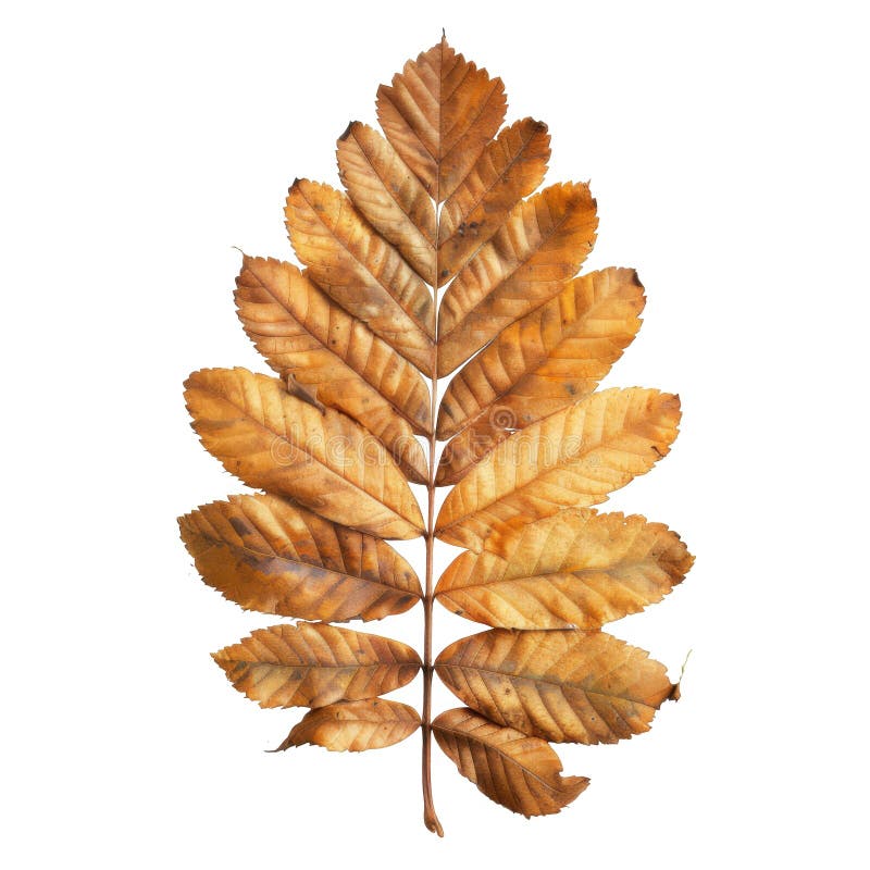 A Single, Dried, Brown Leaf with Veins Stock Image - Illustration of ...