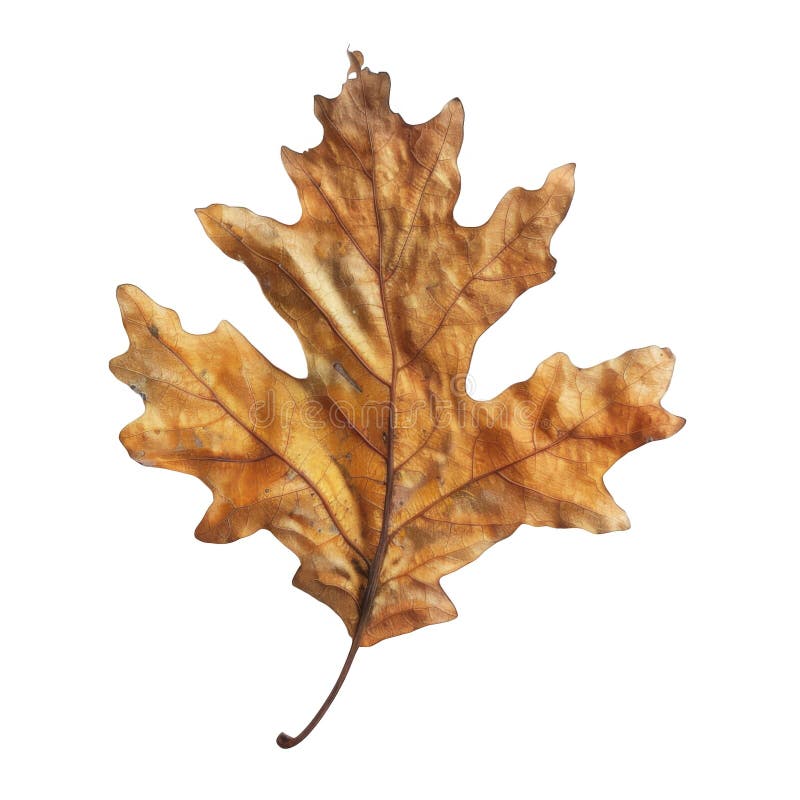 A Single Dried, Brown Leaf with Visible Veins Stock Image ...