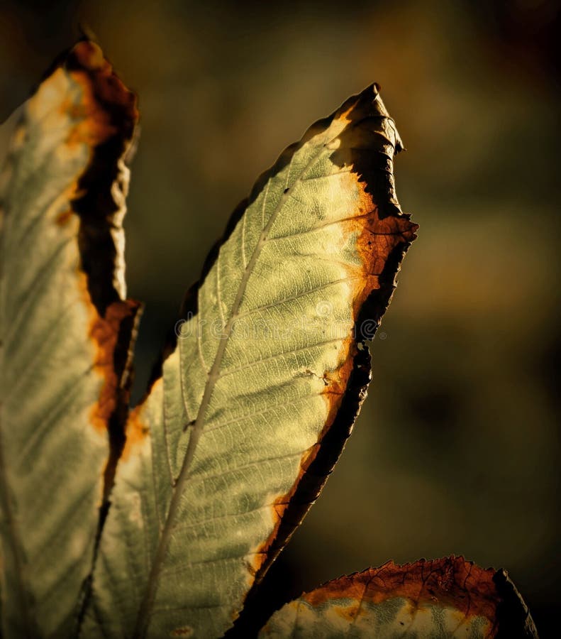 Single, Dried Leaf with an Aged, Rust-colored Hue Stock Photo - Image ...