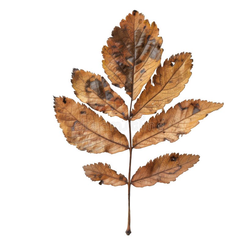 A Single Dried Leaf with Brown and Tan Hues Stock Photo - Illustration ...