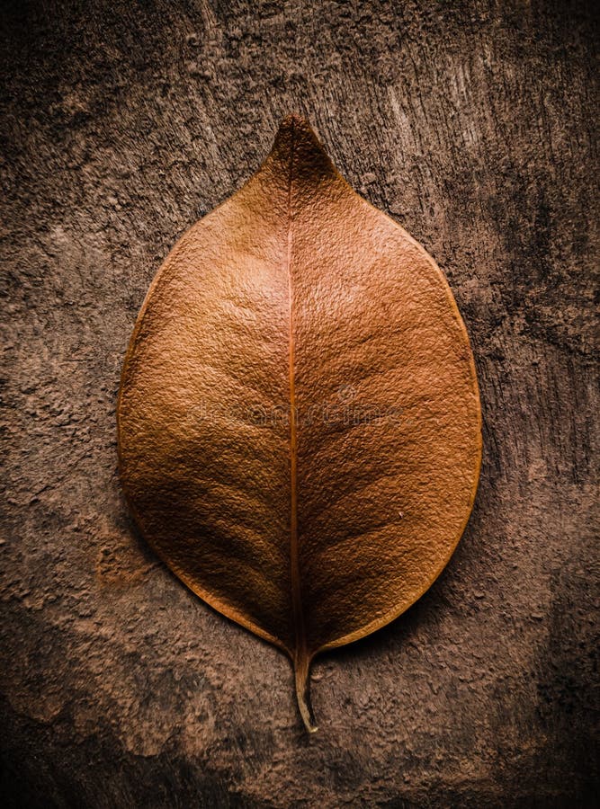 Single Dried leaf stock photo. Image of leaf, background - 255732906