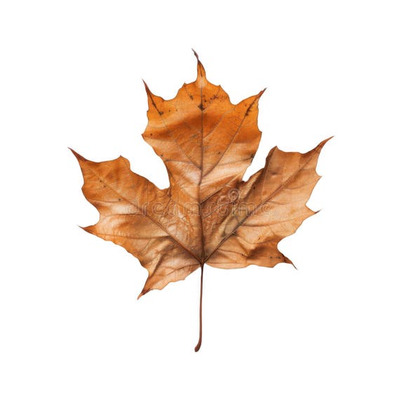A Single Dried Maple Leaf stock photo. Illustration of decay - 331151428