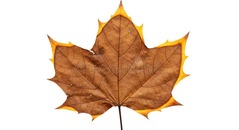 Dried Maple Leaf with Yellow Edges Stock Image - Image of fall, foliage ...