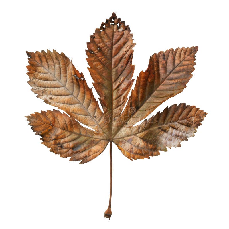 Multi Lobed Stock Illustrations – 8 Multi Lobed Stock Illustrations ...