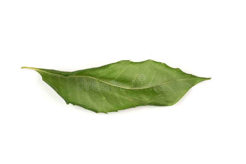 103 Neem Tree Top View Stock Photos - Free & Royalty-Free Stock Photos ...