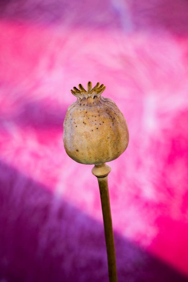 Single Dried Poppy Head in View Stock Image - Image of healthy, food ...
