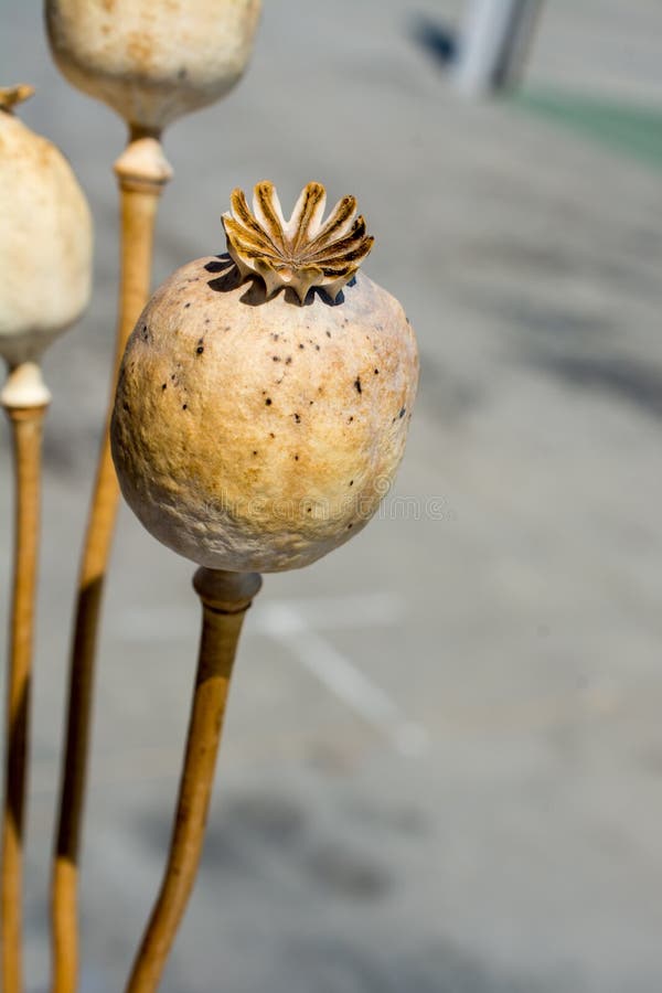 Single Dried Poppy Head in View Stock Photo - Image of morphine, flora ...