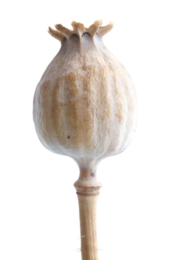 Single Dried Poppy Seed Pod Isolated on White. Stock Photo - Image of ...