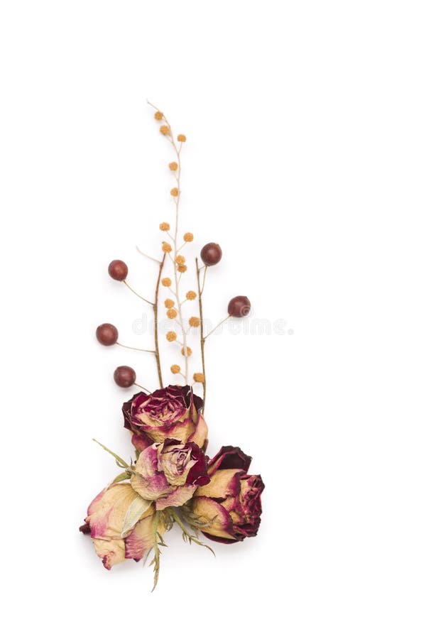 Dried Rose on White Background Stock Image - Image of rose, plant: 40099177