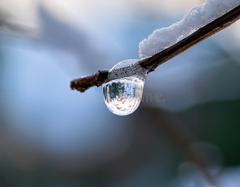 A Single Drop of Melted Snow Hanging Off a Thin Branch Representing ...