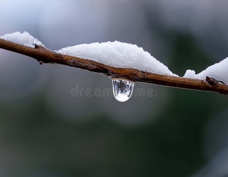 A Single Drop of Melted Snow Hanging Off a Thin Branch Representing ...