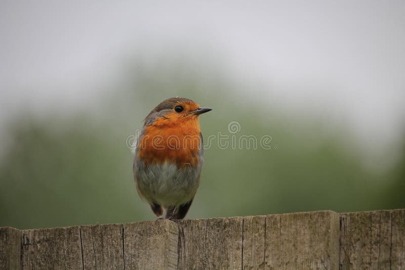 Robin Red Breast with a Single Rain Drop on Its Head Stock Image ...