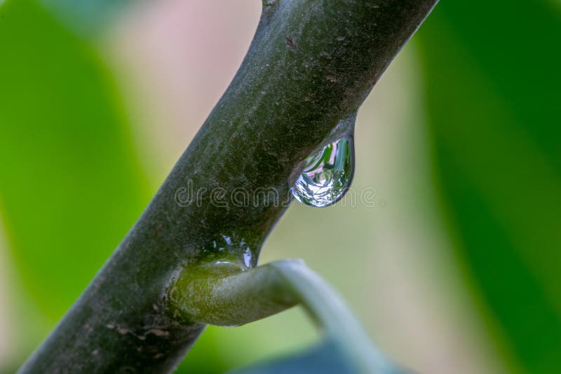 Single Drop stock photo. Image of green, rain, closeup - 143252594